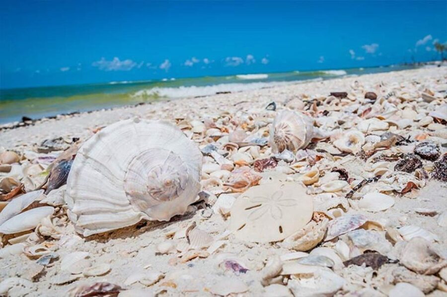 Marco Island: Shelling and Sightseeing Boat Cruise - Final Thoughts: Who Should Consider This Tour?