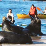 Marina Del Rey: Kayak and Paddleboard Tour with Sea Lions - What to Expect During Your Experience