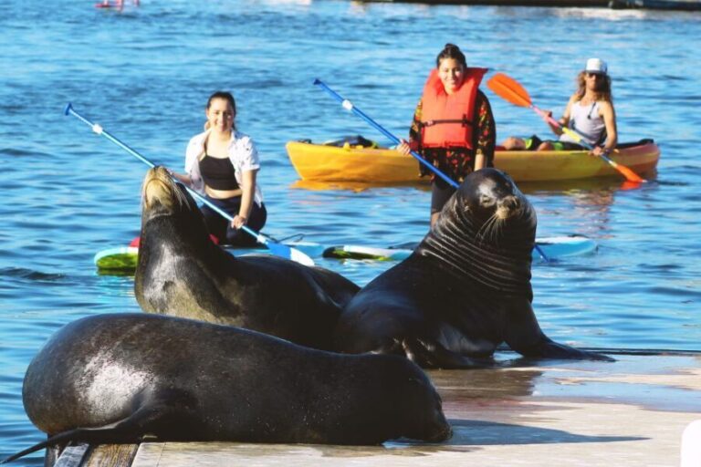 Marina Del Rey: Kayak and Paddleboard Tour with Sea Lions - What to Expect During Your Experience