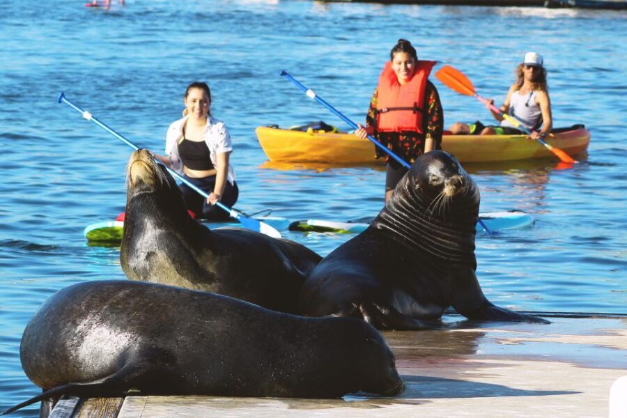 Marina Del Rey: Kayak and Paddleboard Tour with Sea Lions - What to Expect During Your Experience