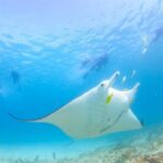 Marine Eco Safari - Swim with Manta Rays - Authentic Feedback from Travelers