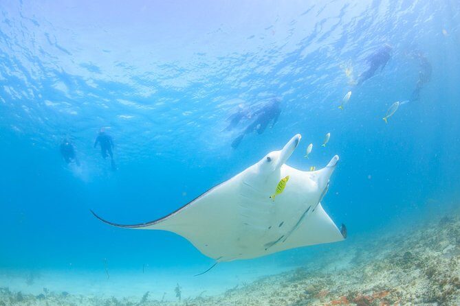 Marine Eco Safari - Swim with Manta Rays - Authentic Feedback from Travelers