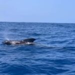 Marine EcoSafari: Whale Watching in a Luxury Zodiac with Hydrophone - What to Expect on the Tour