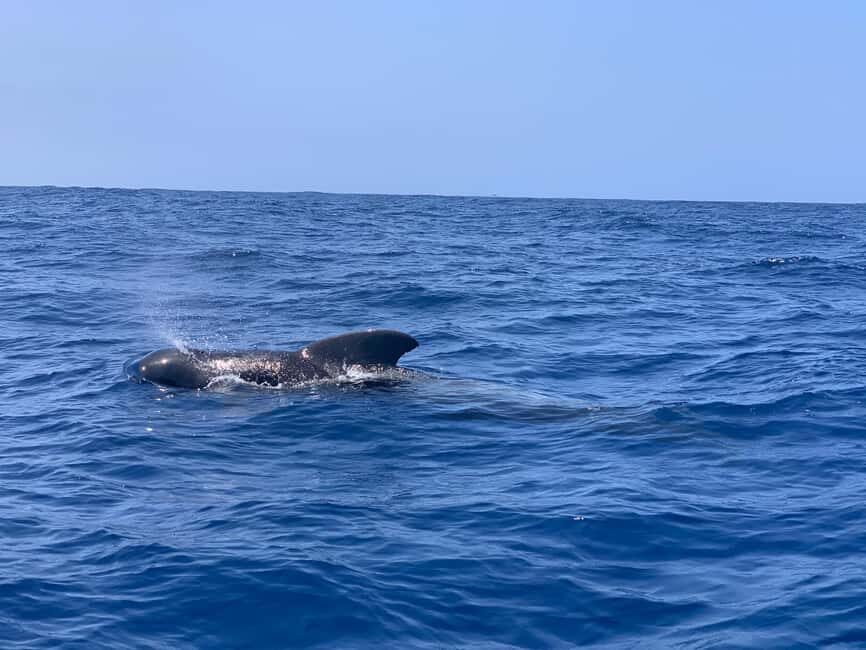 Marine EcoSafari: Whale Watching in a Luxury Zodiac with Hydrophone - What to Expect on the Tour