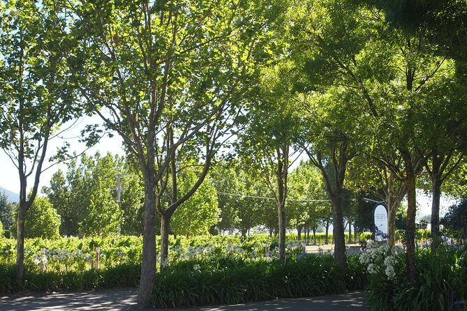 Marlborough Wine Region Tour from the Port of Picton - What Makes This Tour Stand Out?