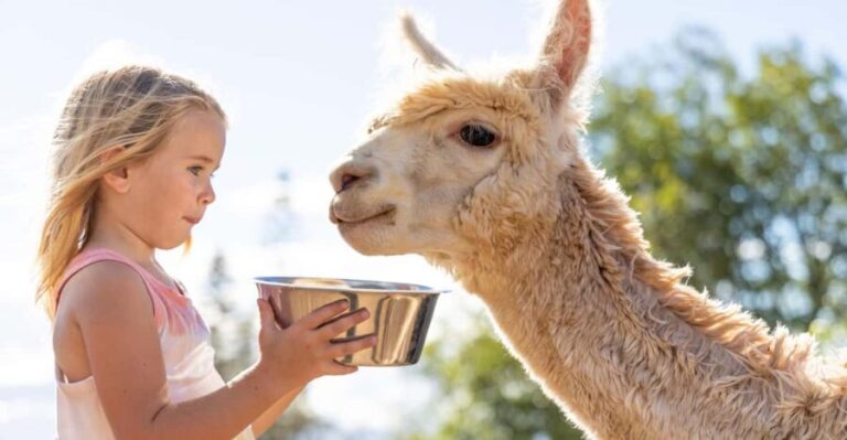 Maui: Alpaca Farm Visit with Hands-On Activities - A Closer Look at the Maui Alpaca Farm Tour
