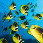 Maui: Beginner Discovery Scuba Dive Excursion from Lahaina - The Ocean Adventure Itself