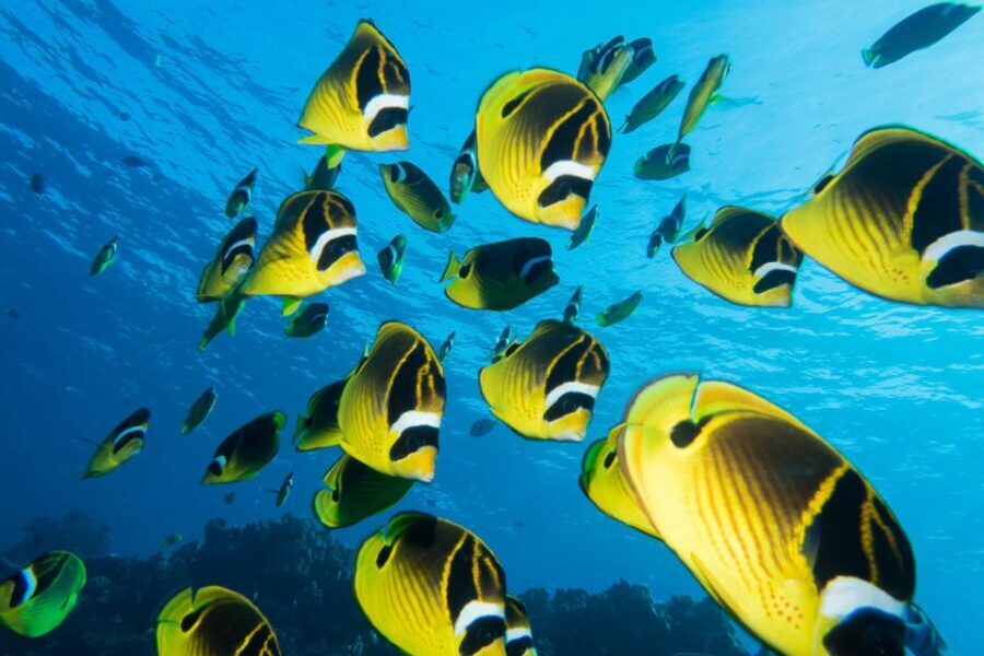 Maui: Beginner Discovery Scuba Dive Excursion from Lahaina - The Ocean Adventure Itself