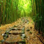 Maui: Full Day Hiking Tour with Lunch - What Makes This Tour Stand Out?