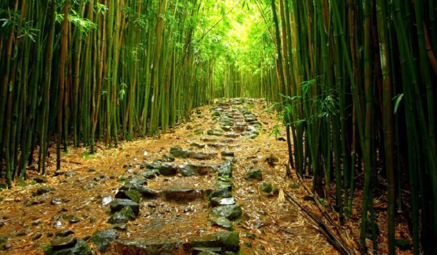Maui: Full Day Hiking Tour with Lunch - What Makes This Tour Stand Out?