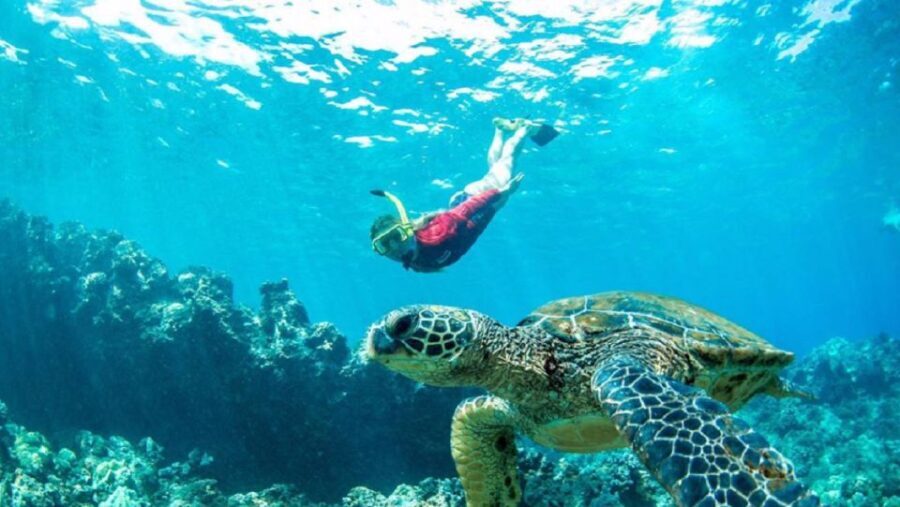 Maui: Kaanapali Beach 5-hr Snorkel w/ BBQ Lunch & Open Bar - An In-Depth Look at the Kaanapali Beach Snorkel Experience