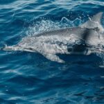 Maui: Kaanapali Dolphin Watching Boat Trip with Lunch - The Experience from the Reviews
