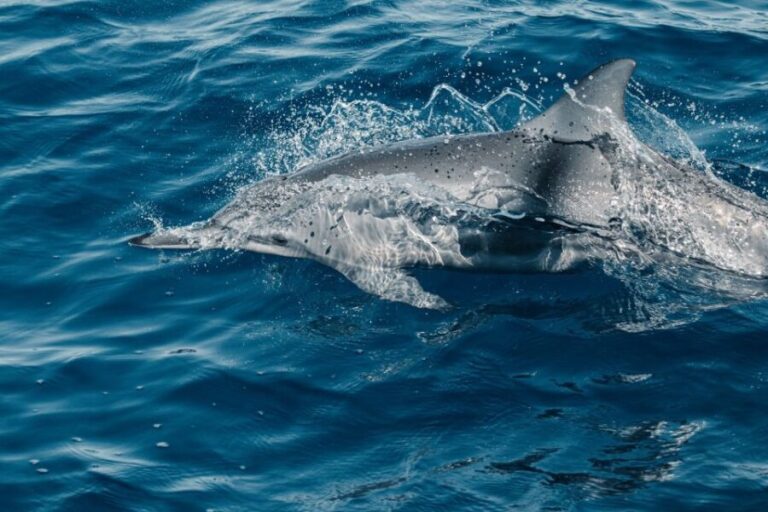Maui: Kaanapali Dolphin Watching Boat Trip with Lunch - The Experience from the Reviews