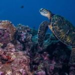 Maui: Small Group Shark & Turtle Scuba Dive from Shore - What to Expect: An In-Depth Look