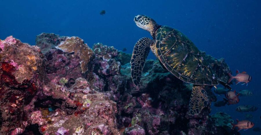 Maui: Small Group Shark & Turtle Scuba Dive from Shore - What to Expect: An In-Depth Look