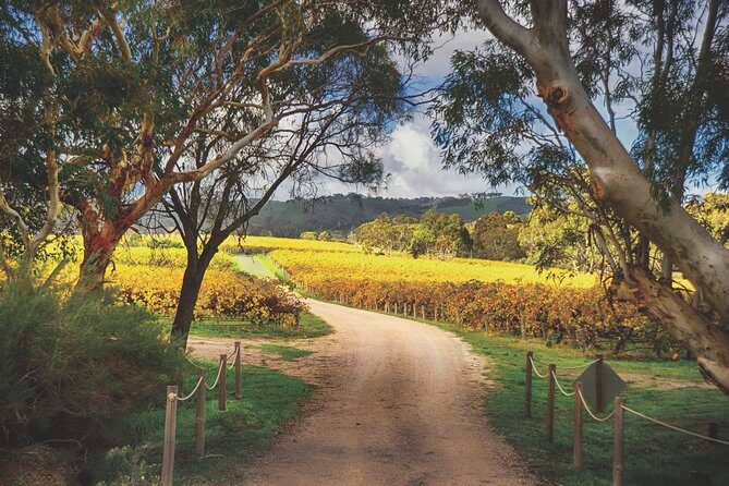 McLaren Vale Winery Small Group Tour with Wine Tasting and Lunch - What Makes This Tour Stand Out?