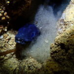 Menorca: 1 single dive (IMPORTANT: Certification REQUIRED) - What You Can Expect Underwater