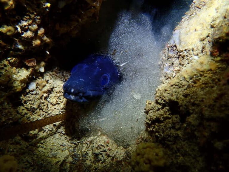 Menorca: 1 single dive (IMPORTANT: Certification REQUIRED) - What You Can Expect Underwater