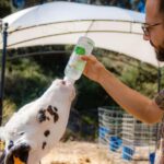 Menorca: Guided visit to the Subaida cheese factory, - Who Should Book This Tour?