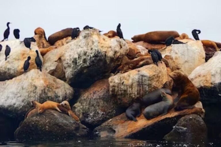 Monterey: Cannery Row Kayak Tour - What’s Included and What to Bring
