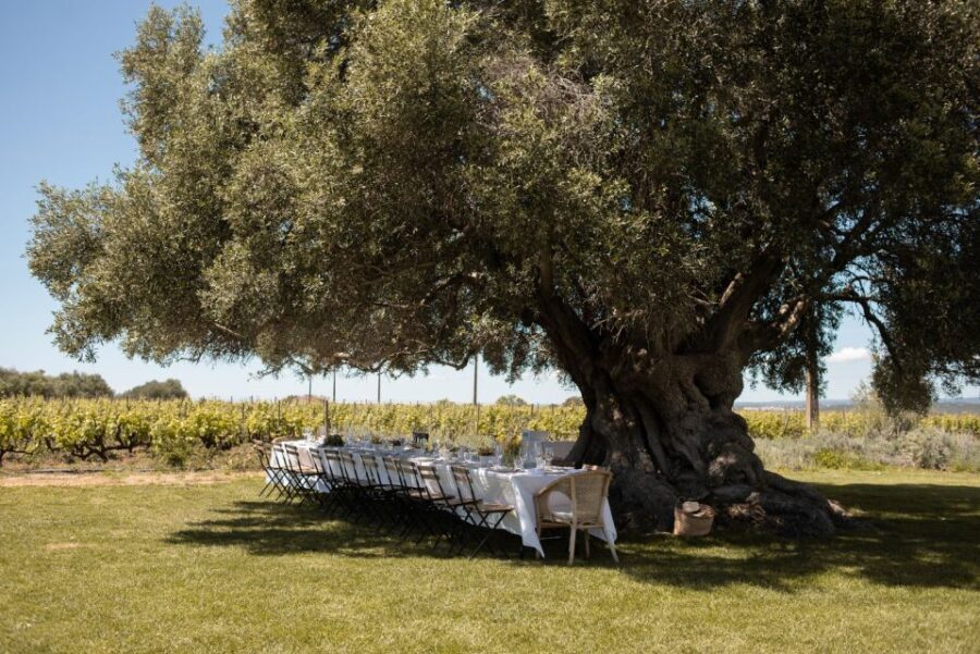 Morgado do Quintão Lunch and Wine Tasting - Discovering Morgado do Quintão: An Algarve Gem