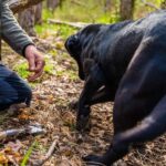 Motovun: Truffle Hunt & 3-Course Brunch with Locals - The Breakdown of the Itinerary