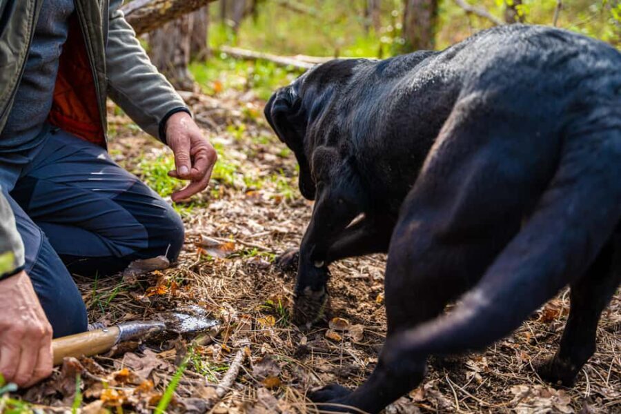 Motovun: Truffle Hunt & 3-Course Brunch with Locals - The Breakdown of the Itinerary