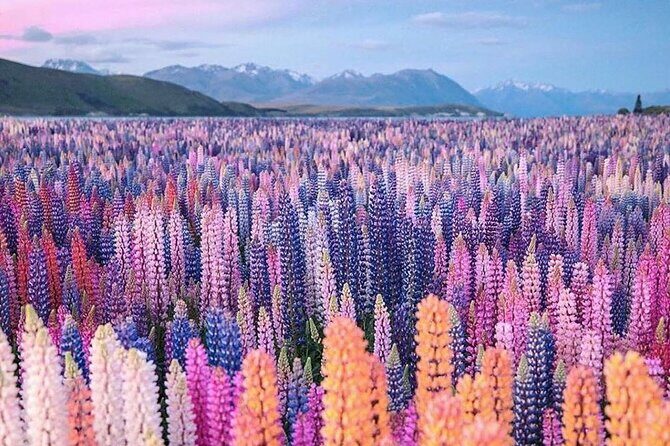 Mt. Cook Full Day Private Tour via Tekapo from Christchurch - What It Means for You