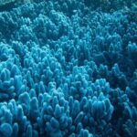 Muiron Island Diving Tour - Final Thoughts