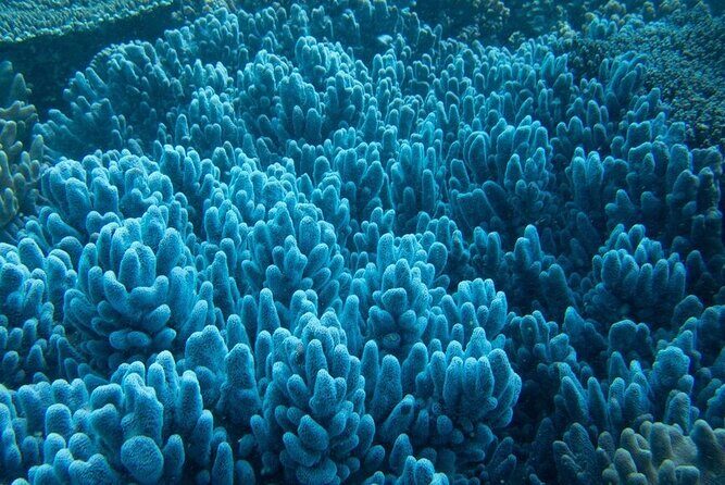 Muiron Island Diving Tour - Final Thoughts