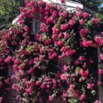 Nantucket: Historical Landmarks Sightseeing Bus Tour - Unpacking the Itinerary: What Youll See