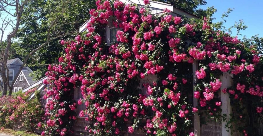 Nantucket: Historical Landmarks Sightseeing Bus Tour - Unpacking the Itinerary: What Youll See