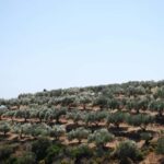 Naxos Dream Tour: Local Flavors, Olive Oil, Lunch - A Day of Authenticity and Flavors