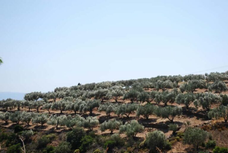 Naxos Dream Tour: Local Flavors, Olive Oil, Lunch - A Day of Authenticity and Flavors