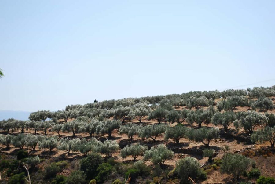 Naxos Dream Tour: Local Flavors, Olive Oil, Lunch - A Day of Authenticity and Flavors