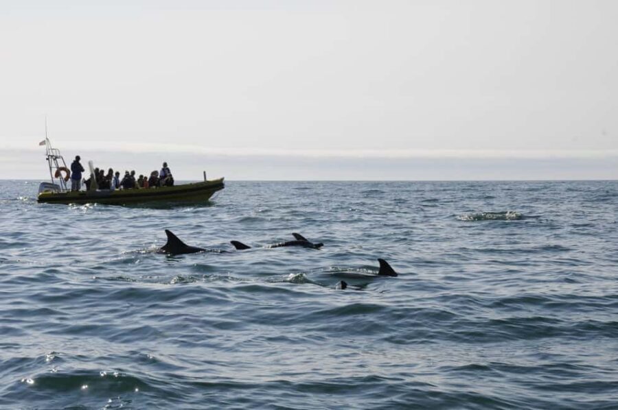 Nazaré: Dolphin Safari - Authentic Traveler Reviews and Their Insights