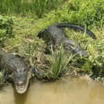 New Orleans: 16 Passenger Airboat Swamp Tour - What You Can Expect During the Tour