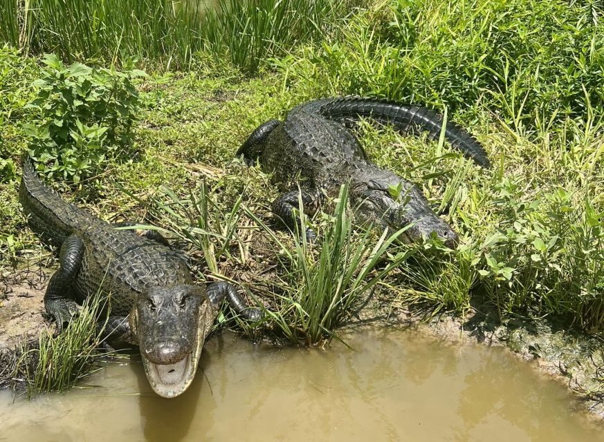 New Orleans: 16 Passenger Airboat Swamp Tour - What You Can Expect During the Tour