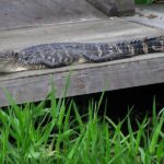 New Orleans: Destrehan Plantation & Airboat Combo Tour - The Itinerary: What to Expect