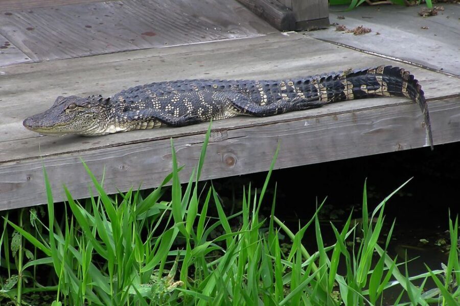 New Orleans: Destrehan Plantation & Airboat Combo Tour - The Itinerary: What to Expect