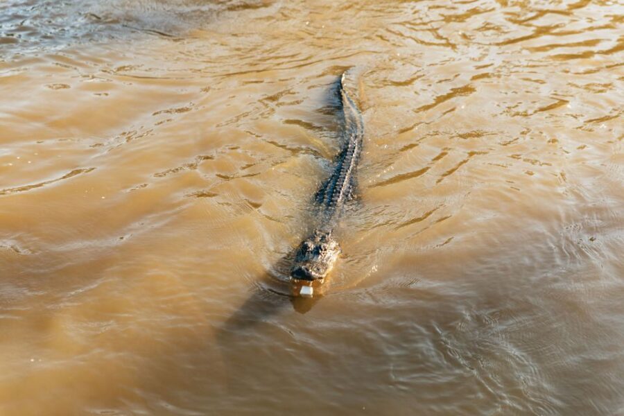 New Orleans: Guided Swamp Cruise by Tour Boat - The Itinerary: What You Can Expect