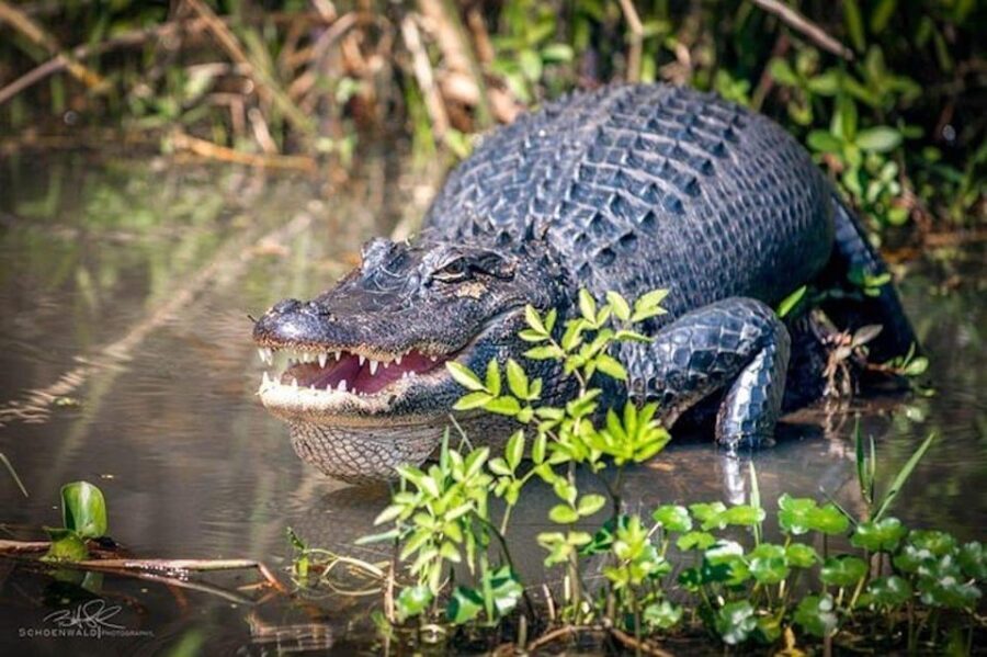 New Orleans: Honey Island Swamp and Bayou Boat Tour - Practical Details: What Travelers Need to Know