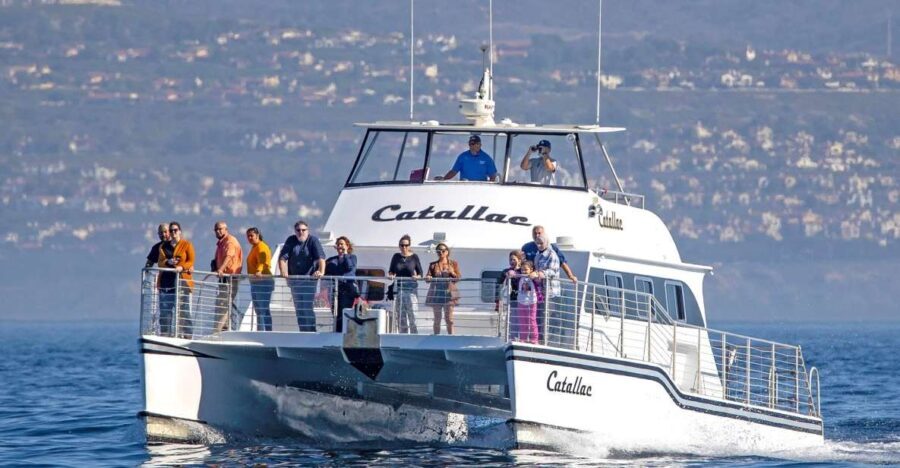 Newport Beach: Luxury Whale Watching Catamaran Cruise - What to Expect on the Cruise