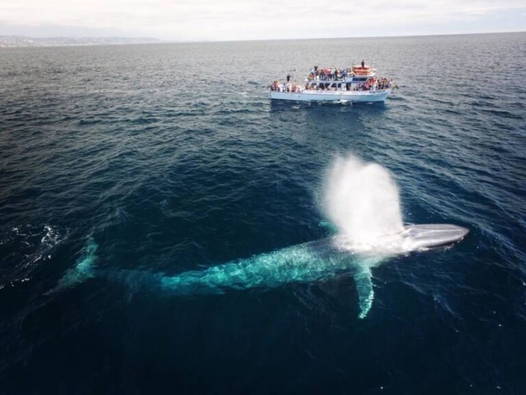 Newport Beach: Whale and Dolphin-Watching Cruise - What Do Reviews Say?