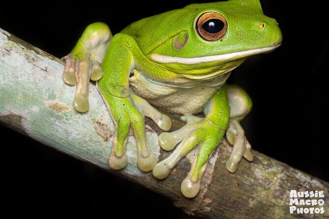 Night Walk in Cairns Botanic Gardens - Let's Go Buggin - Who Will Love This Tour?