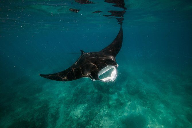 Ningaloo Reef Snorkel and Wildlife Adventure - What Sets This Tour Apart?
