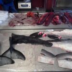 Nuuk: Food and Culture Walking Tour with Tastings - Practical Details and Value