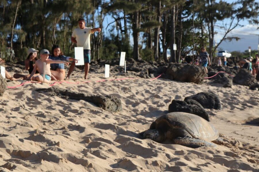 Oahu: Active Circle Island Tour - Transport, Group Size, and Flexibility