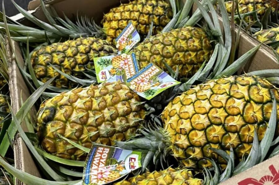 Oahu: North Shore Dole Pineapple Farm Tour - The Value and Overall Experience