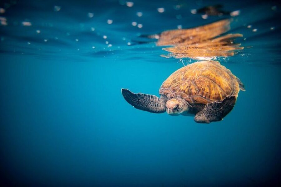 Oahu: North Shore Haleiwa: Private Boat Charter - Comfortably Exploring the North Shore from Haleiwa